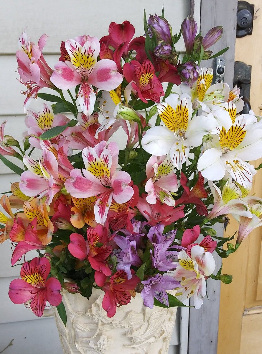 ALSTROEMERIA – Best Fruit at Mosman NSW